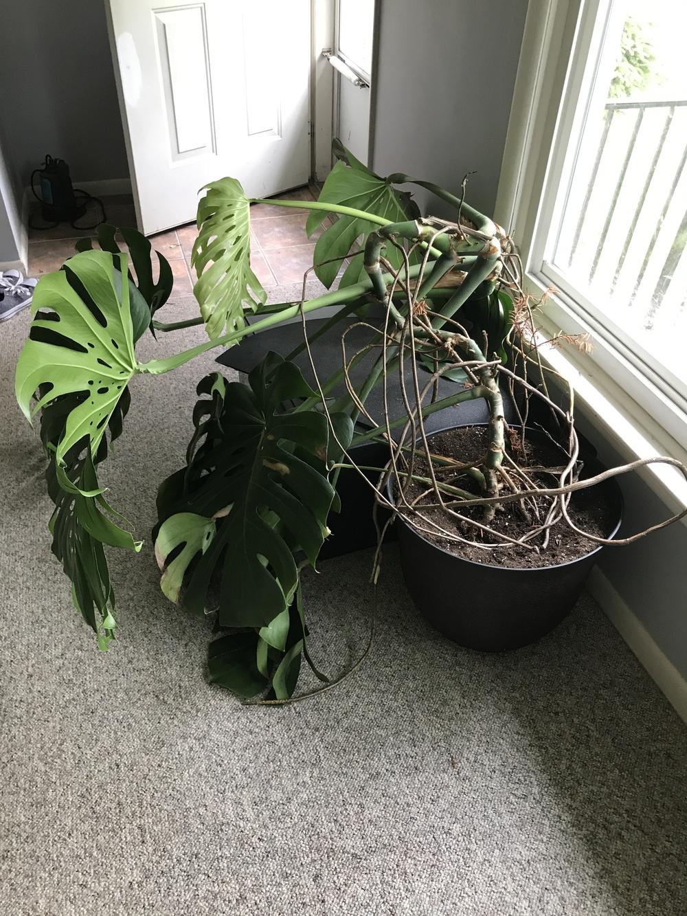 Monstera - Overgrown help please! in the Ask a Question forum - Garden.org