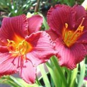 Daylily (Hemerocallis 'Cranberry Baby') in the Daylilies Database ...