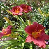 Daylily (Hemerocallis 'Cranberry Baby') in the Daylilies Database ...