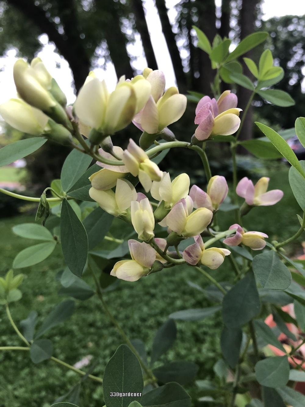 Baptisias: Plant Care and Collection of Varieties - Garden.org