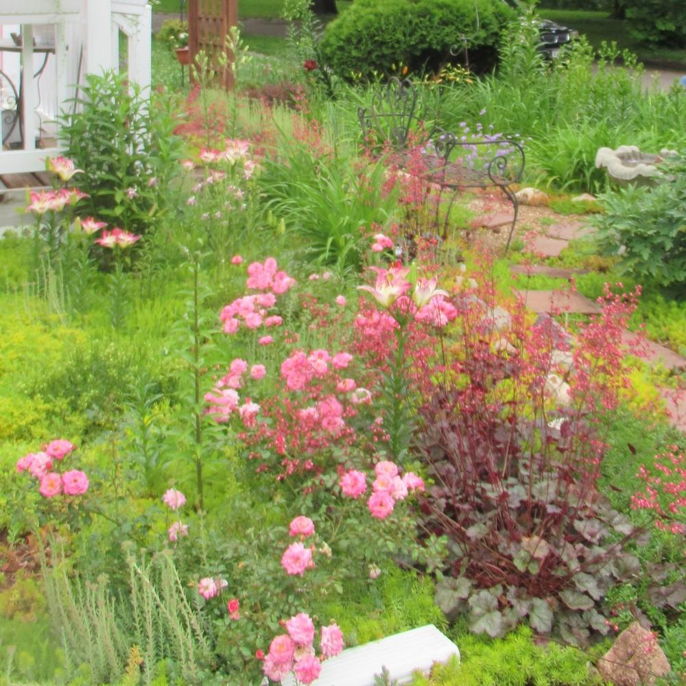 Photo of the entire plant of Rose (Rosa 'Sweet Drift') posted by ...