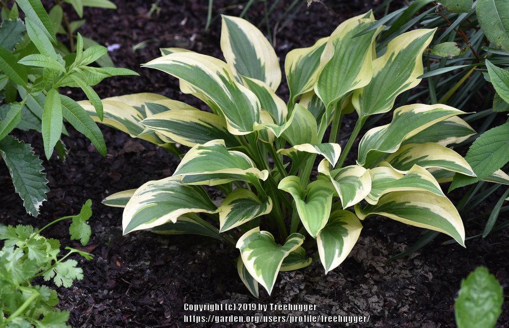 Hosta 'Angelique' in the Hostas Database - Garden.org