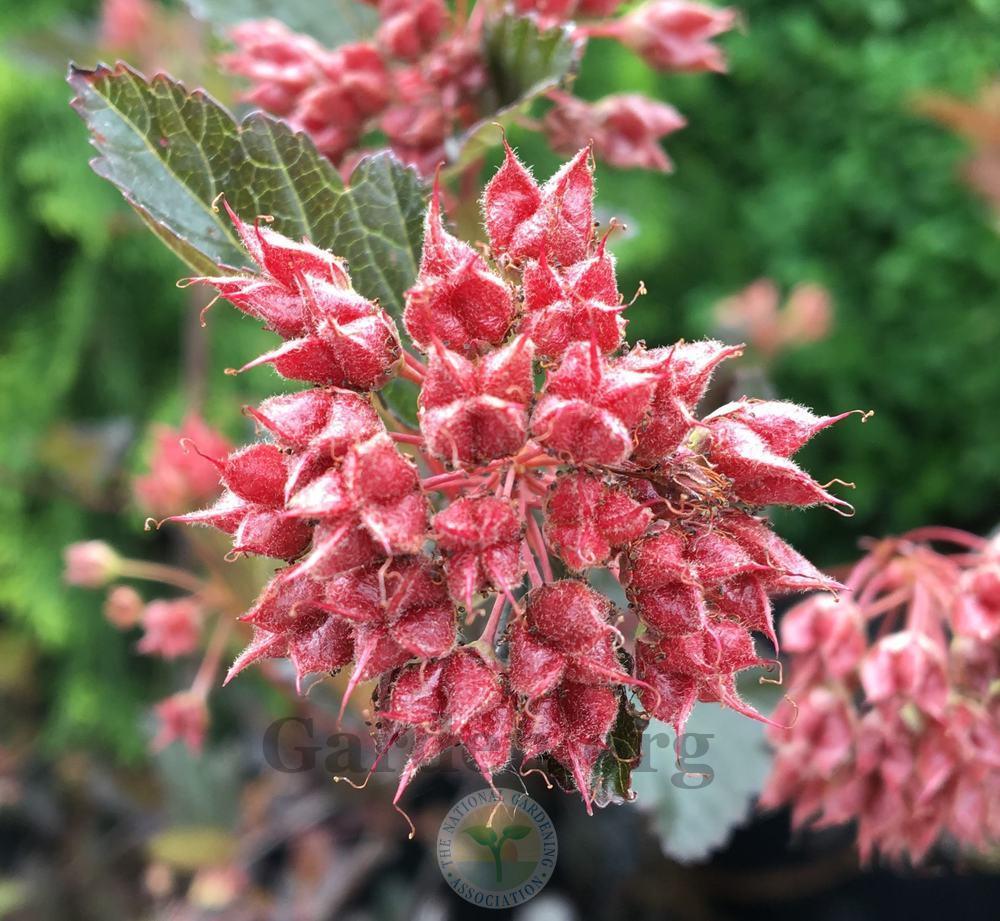 Ninebarks: Plant Care and Collection of Varieties - Garden.org