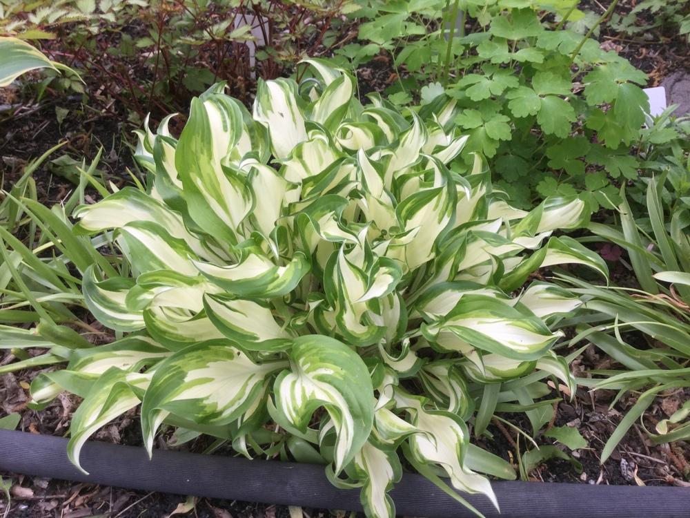 Hosta Pics in the Hostas forum - Garden.org