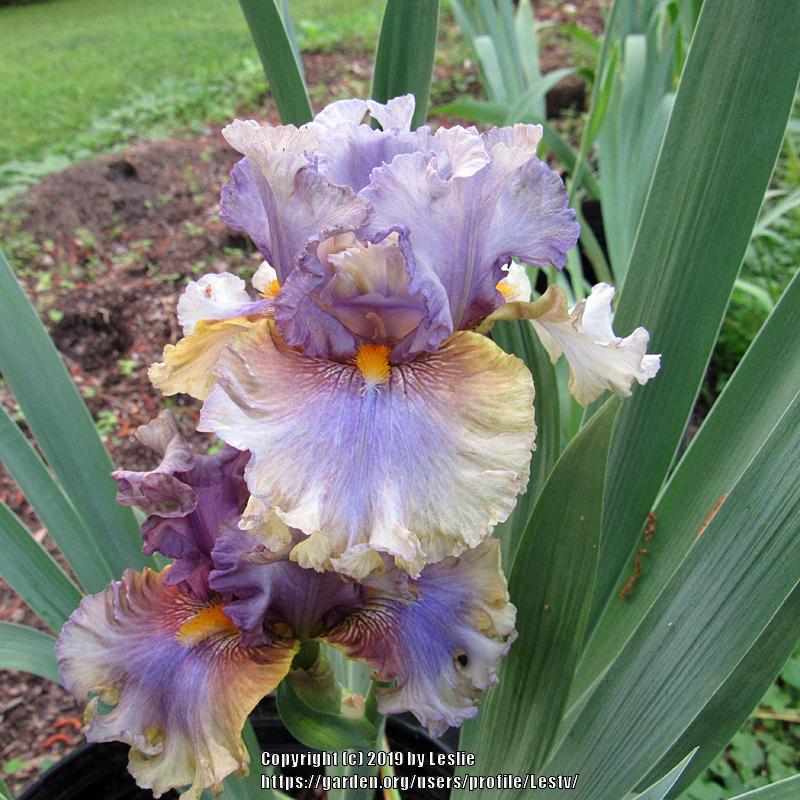Tall Bearded Iris (Iris 'Angry Skies') in the Irises Database - Garden.org