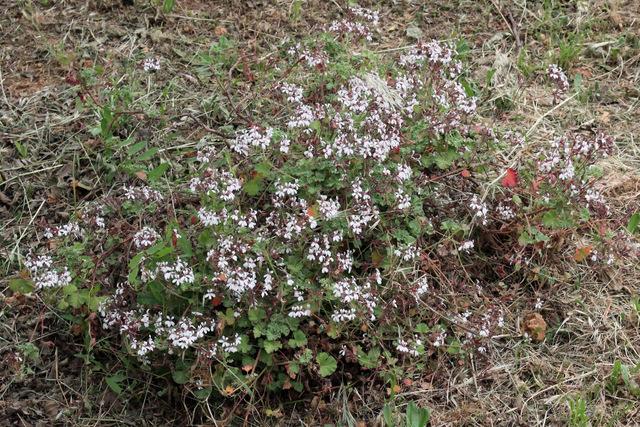 Photo of the entire plant of Apple Geranium (Pelargonium odoratissimum ...