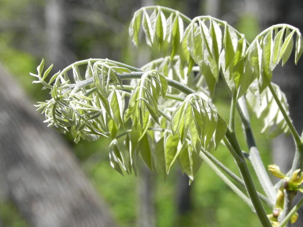 Maackia (Maackia chinensis) - Garden.org