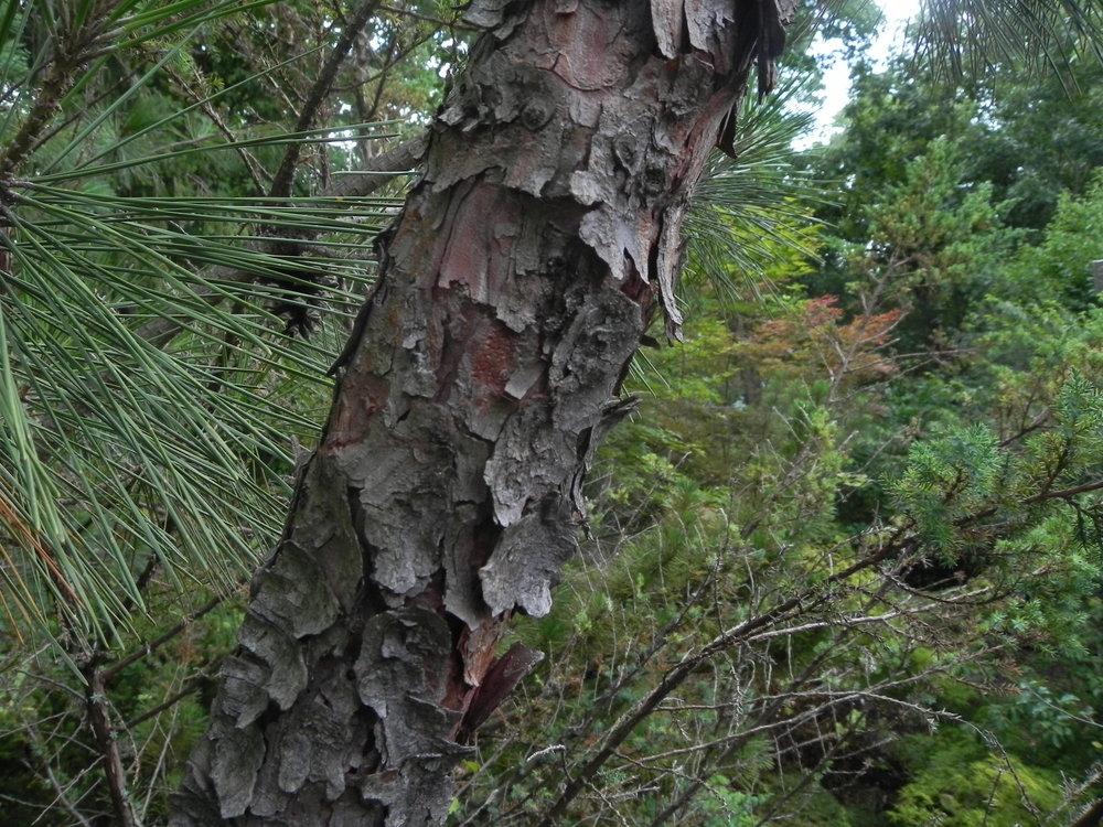 Photo of the stem, scape, stalk or bark of Japanese Red Pine (Pinus ...