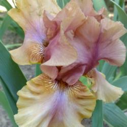 Tall Bearded Iris (Iris 'Bronze Warrior') in the Irises Database - Garden.org