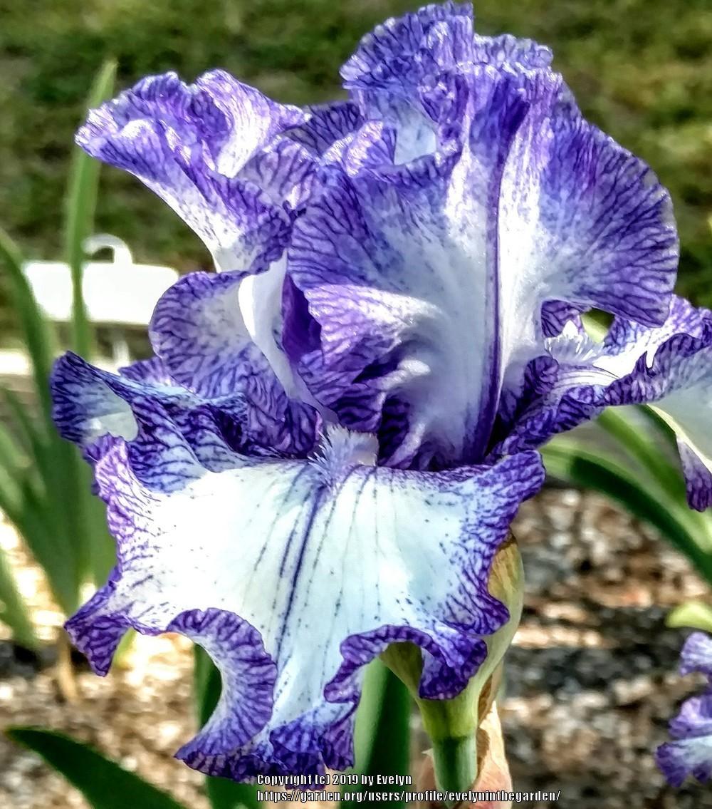 Photo of the bloom of Tall Bearded Iris (Iris 'Ink Patterns') posted by ...