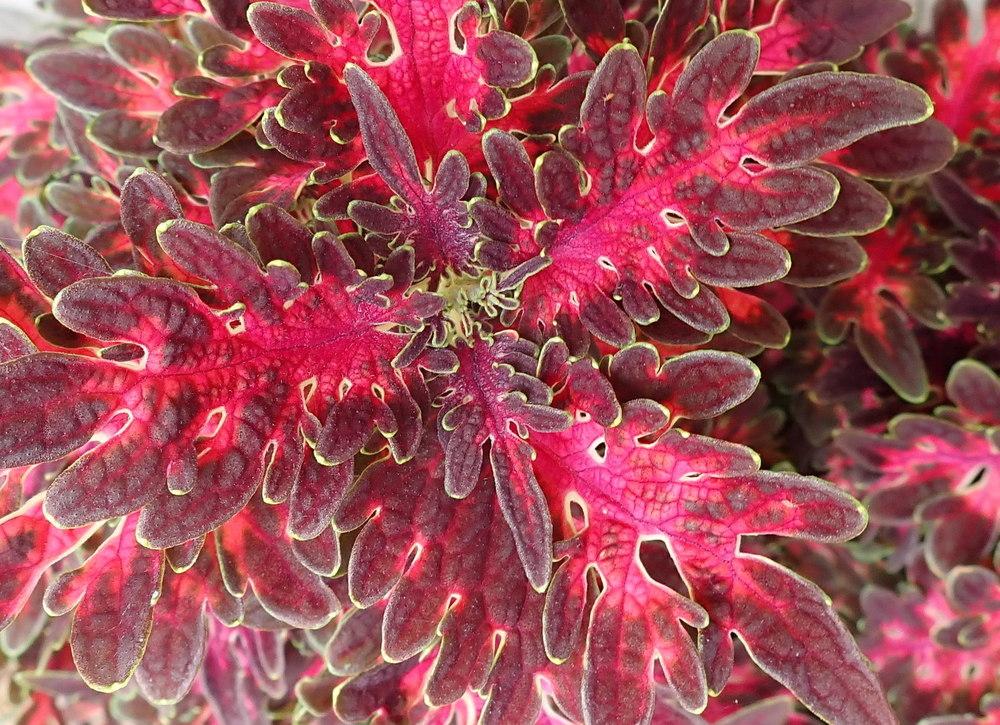Coleus: Plant Care and Collection of Varieties - Garden.org