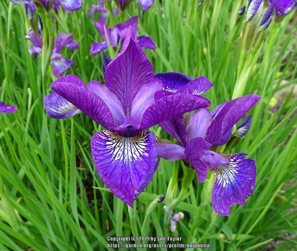 Siberian Iris (Iris 'Sparkling Rosé') in the Irises Database - Garden.org