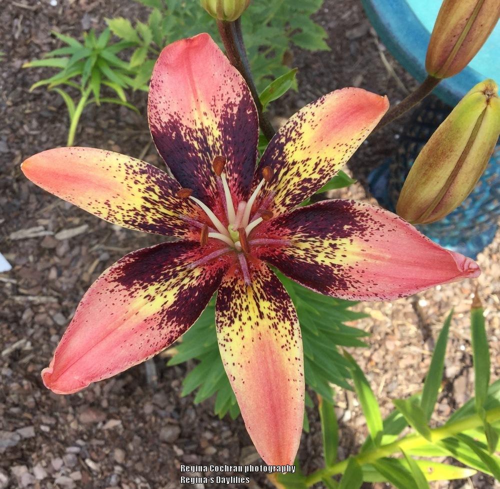 Photo of the bloom of Lily (Lilium 'Tribal Dance') posted by scflowers ...