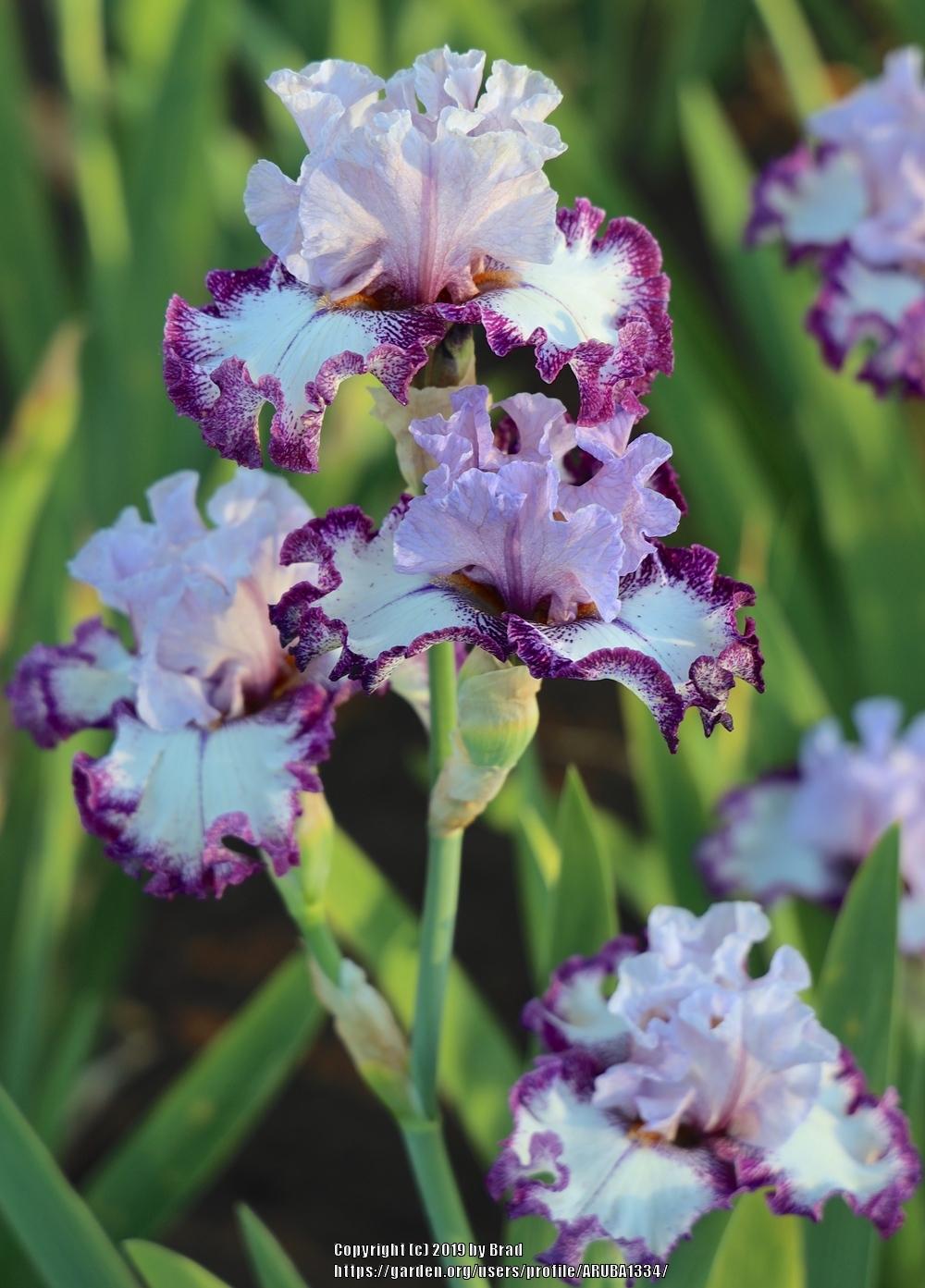Photo of the bloom of Tall Bearded Iris (Iris 'Luck Be a Lady') posted ...