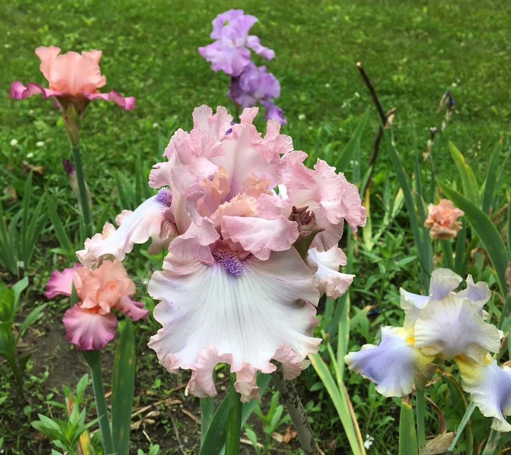 Photo of the bloom of Tall Bearded Iris (Iris 'Don't Stop Believing ...