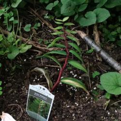 Solomon's Seal (Polygonatum odoratum 'Ruby Slippers') - Garden.org