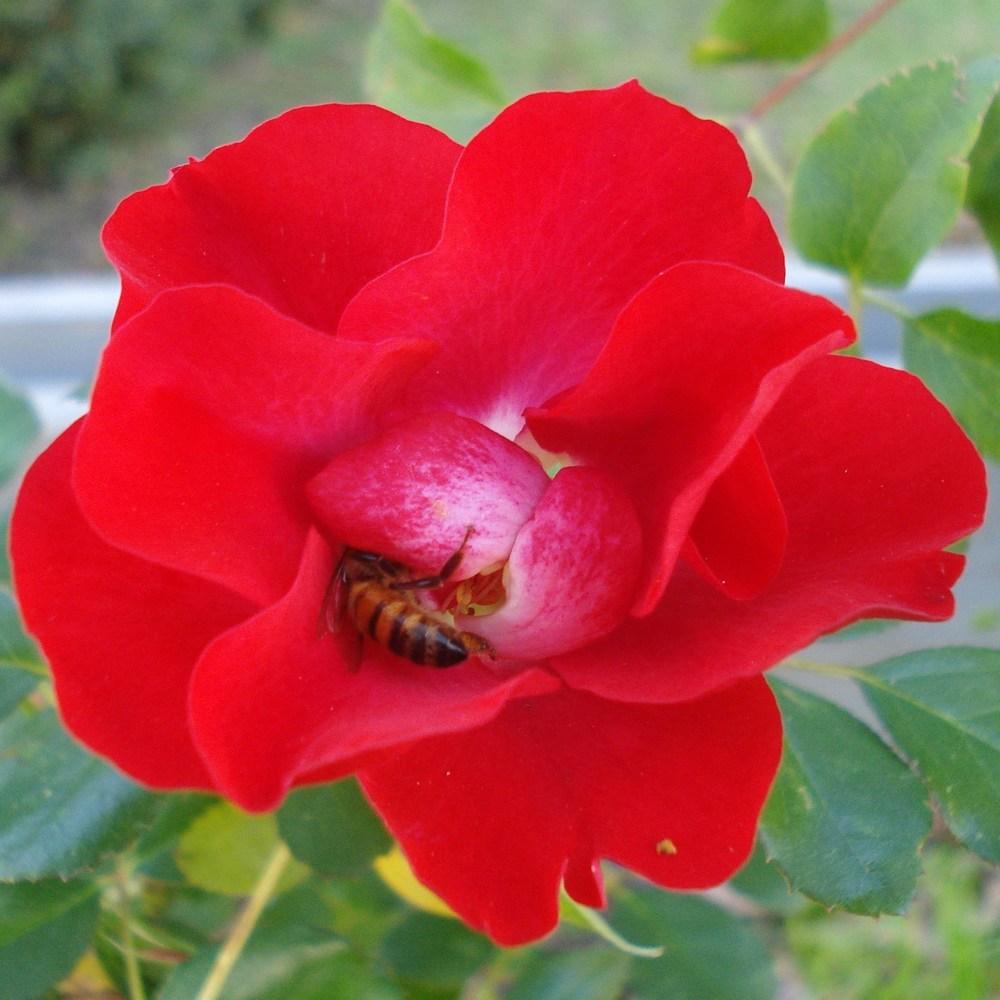 Rose (Rosa 'Black Forest Rose') in the Roses Database - Garden.org