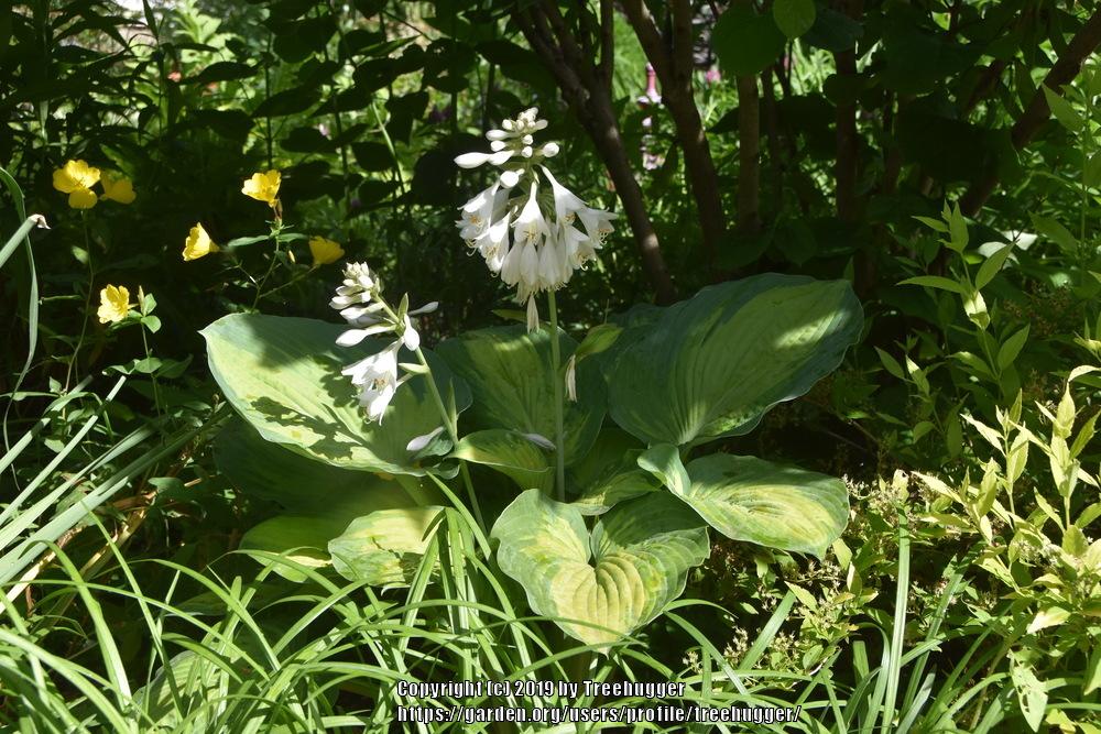 Hosta 'George Smith' in the Hostas Database - Garden.org