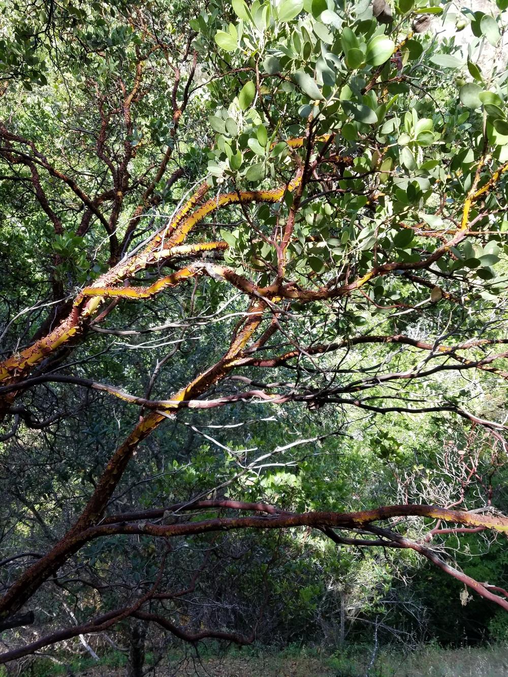 Common Manzanita (Arctostaphylos manzanita) - Garden.org