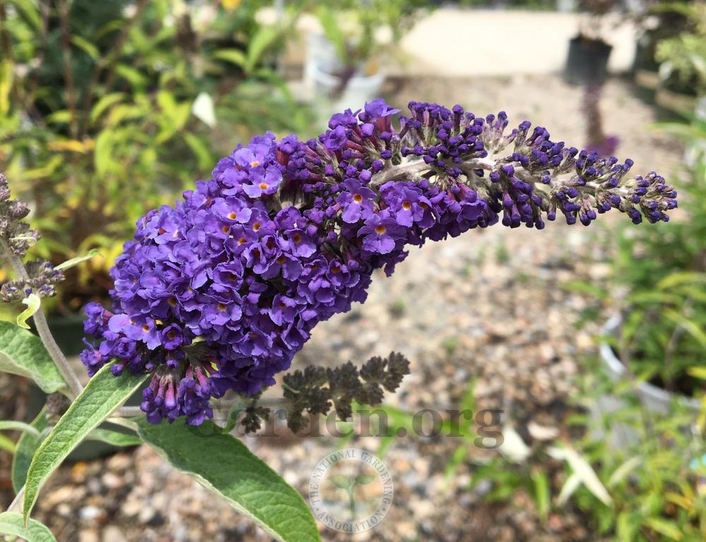 Butterfly Bush (Buddleja davidii English Butterfly™ Adonis Blue) in the ...