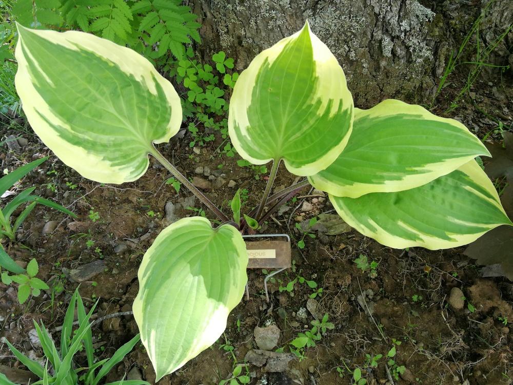 Hosta 'Delicious' in the Hostas Database - Garden.org