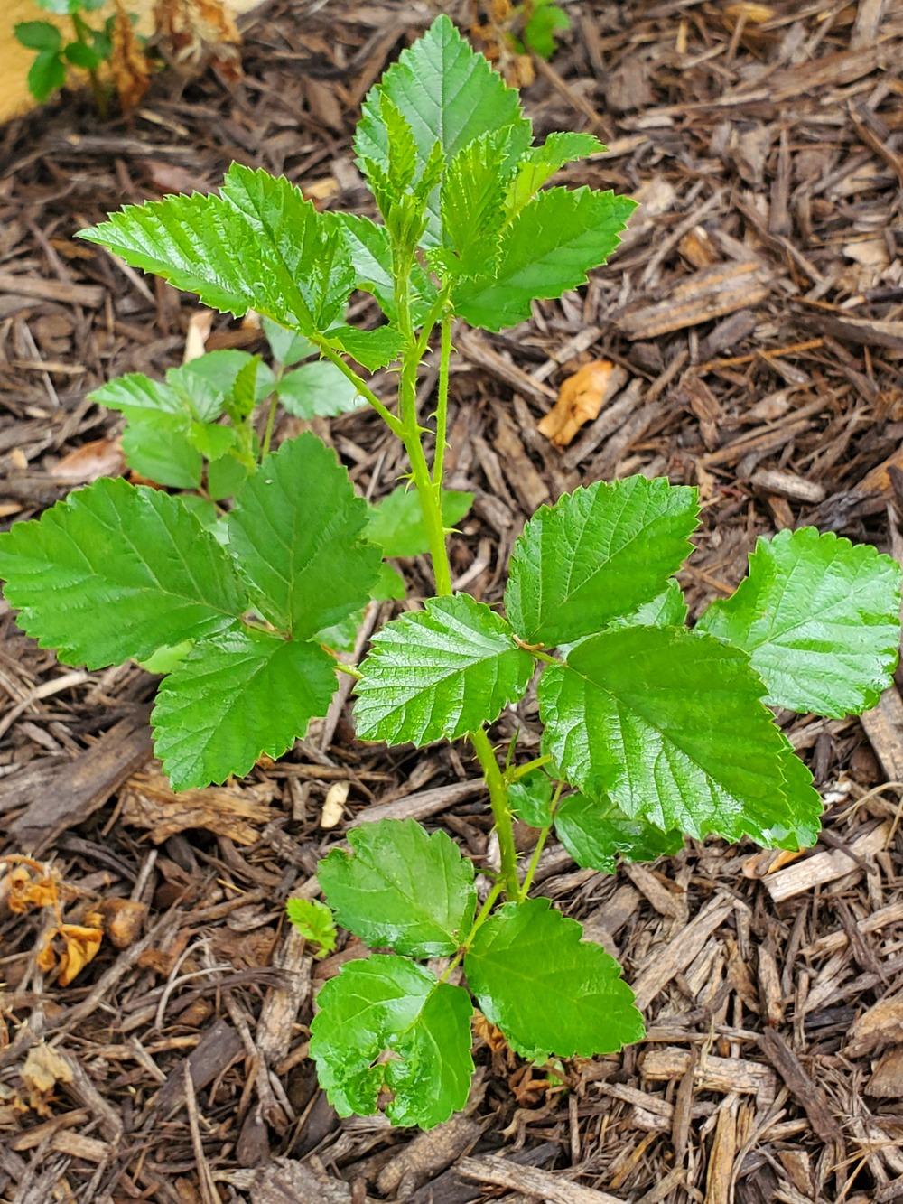 Unidentified Weed/Vine in the Plant ID forum - Garden.org