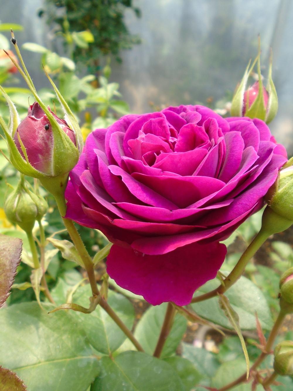 Photo of the bloom of Rose (Rosa 'Celestial Night') posted by Paul2032 ...