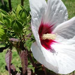 Photo of the entire plant of Hybrid Hardy Hibiscus (Hibiscus Summerific ...