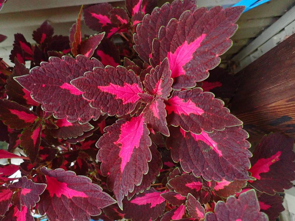 Coleus (Coleus scutellarioides ColorBlaze® Velveteen™) in the Coleus ...