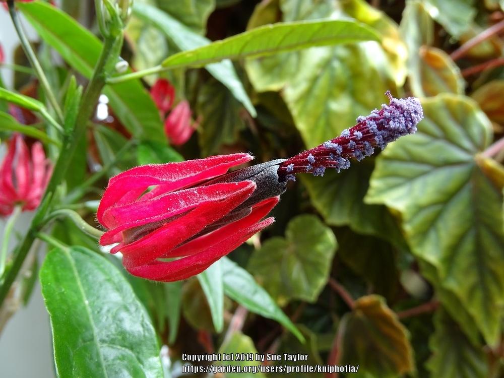 Photo of the bloom of Brazilian Candles (Pavonia multiflora) posted by ...