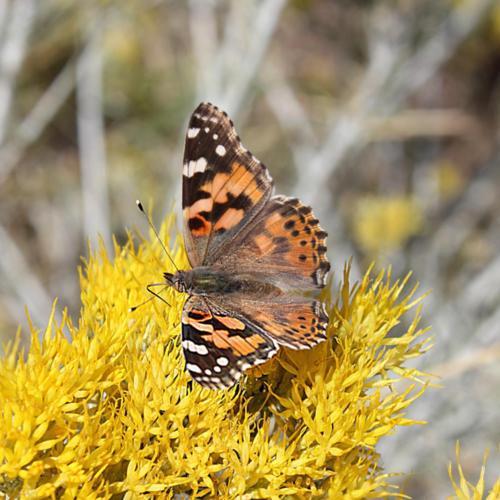Rubber Rabbitbrush (Ericameria nauseosa) - Garden.org