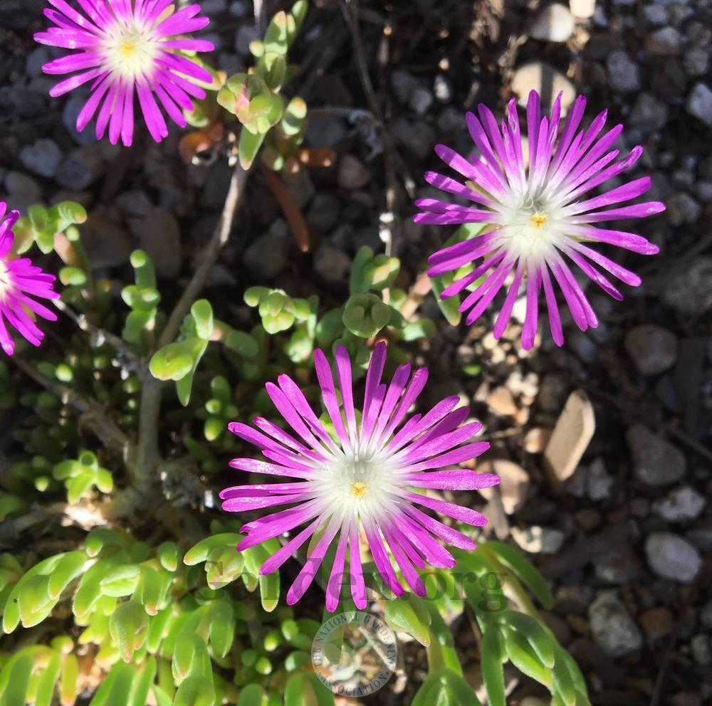 Ice Plant (Delosperma floribundum 'Stardust') - Garden.org