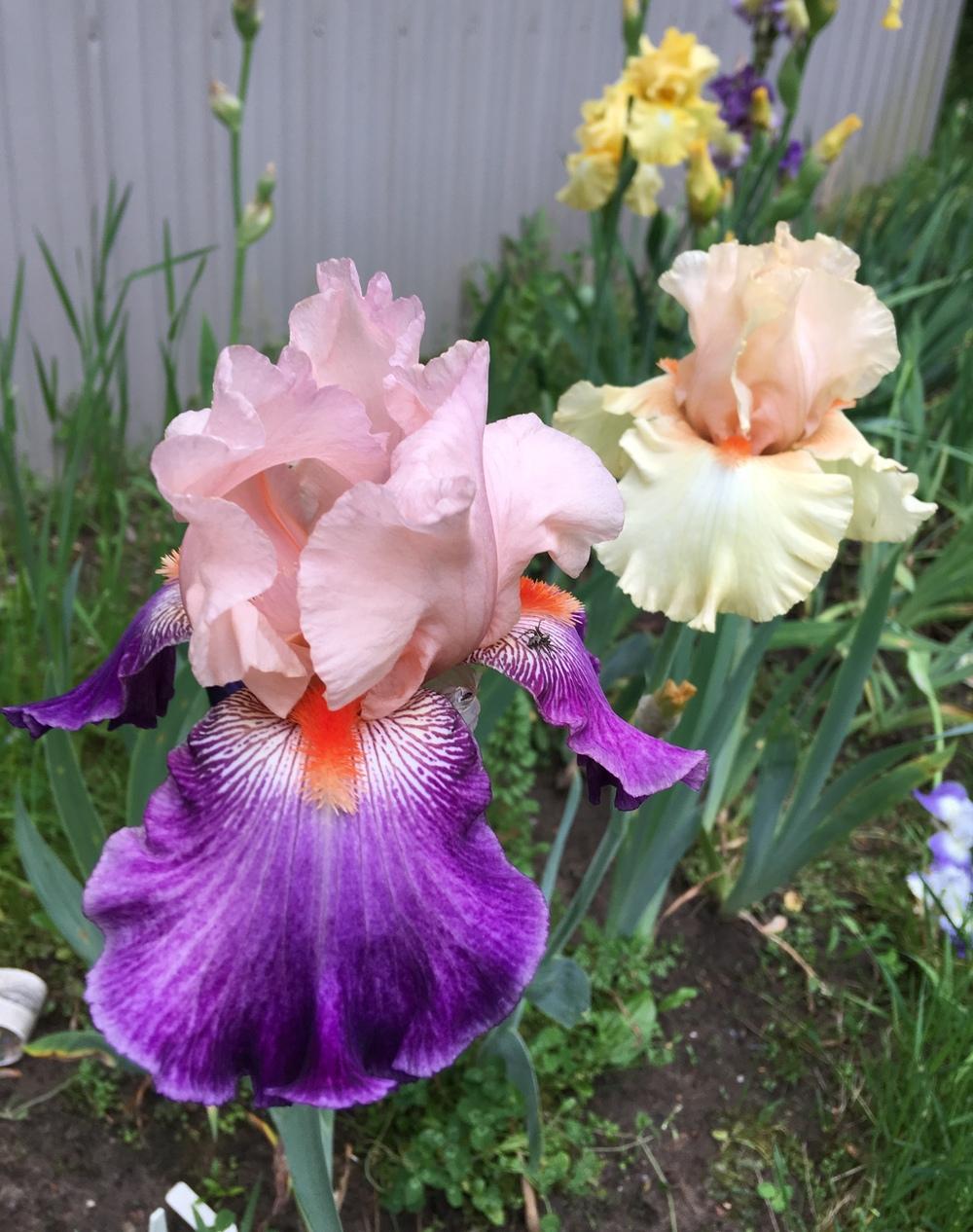 Photo of the bloom of Tall Bearded Iris (Iris 'Damsel in a Dress ...