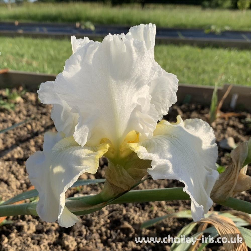 Tall Bearded Iris (Iris 'Porcelain Frills') in the Irises Database ...