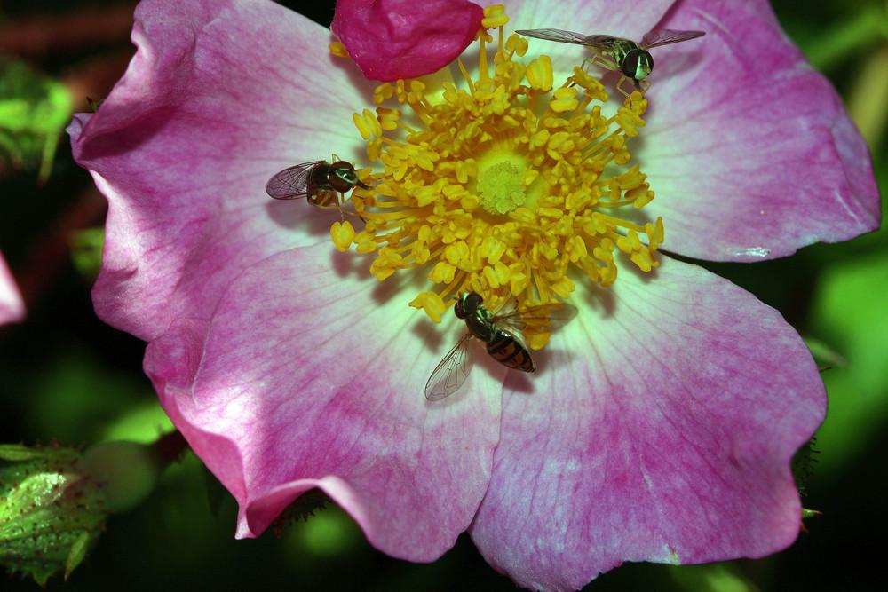 Rose (Rosa 'Scabrosa') in the Roses Database - Garden.org