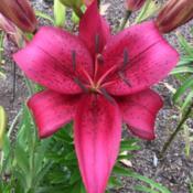 Lily (Lilium 'November Rain') in the Lilies Database - Garden.org