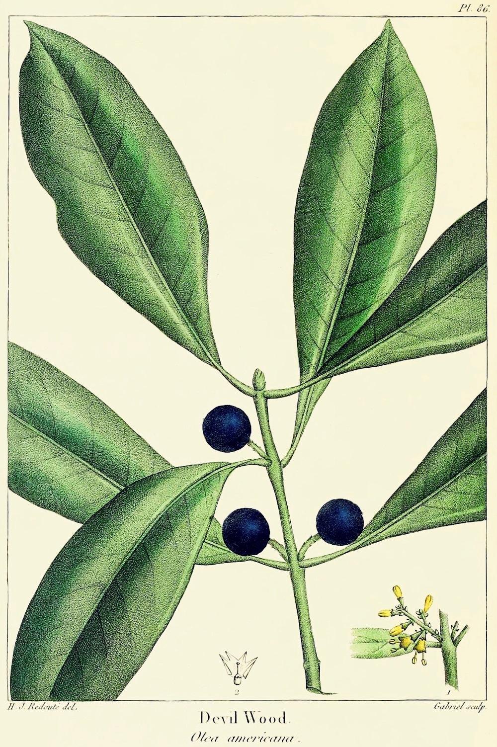 American Devilwood (Cartrema americana) - Garden.org