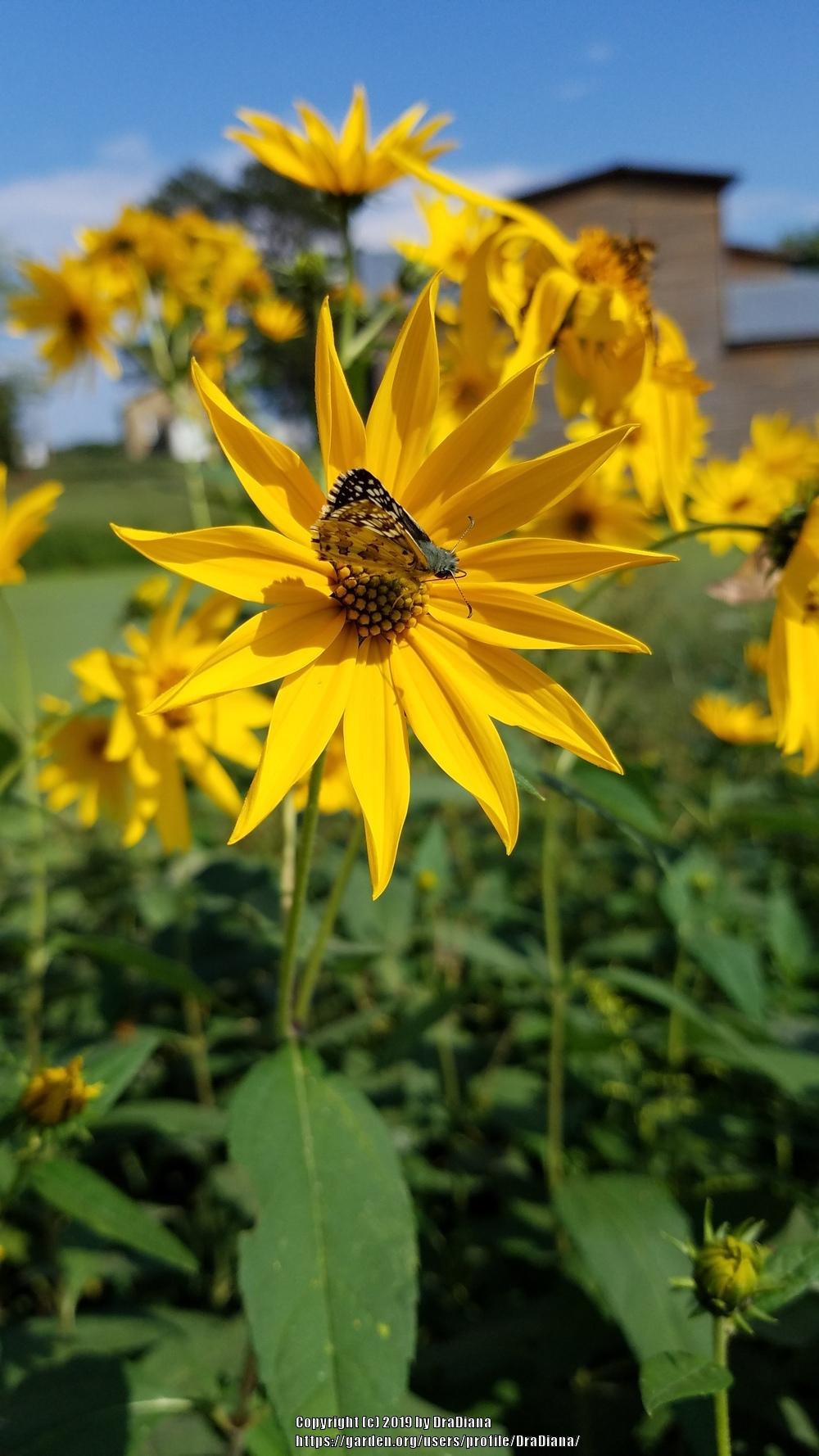 Silphiums: Plant Care and Collection of Varieties - Garden.org