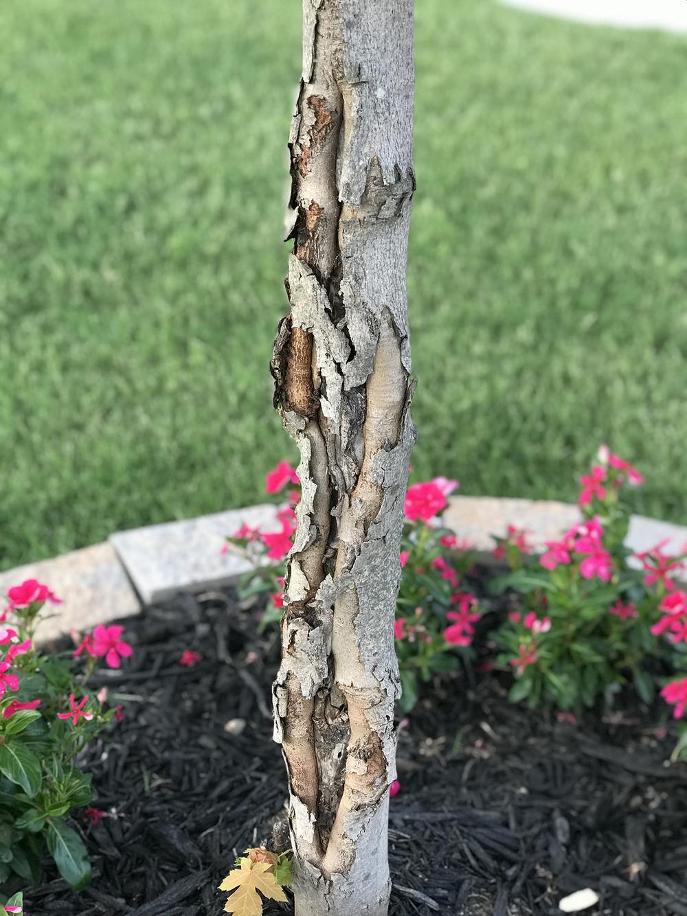 Tree trunk damage question in the Pests and Diseases forum - Garden.org