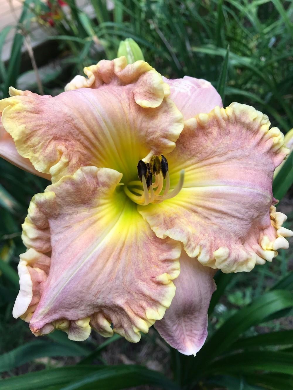 Photo of the bloom of Daylily (Hemerocallis 'Darla Anita') posted by ...