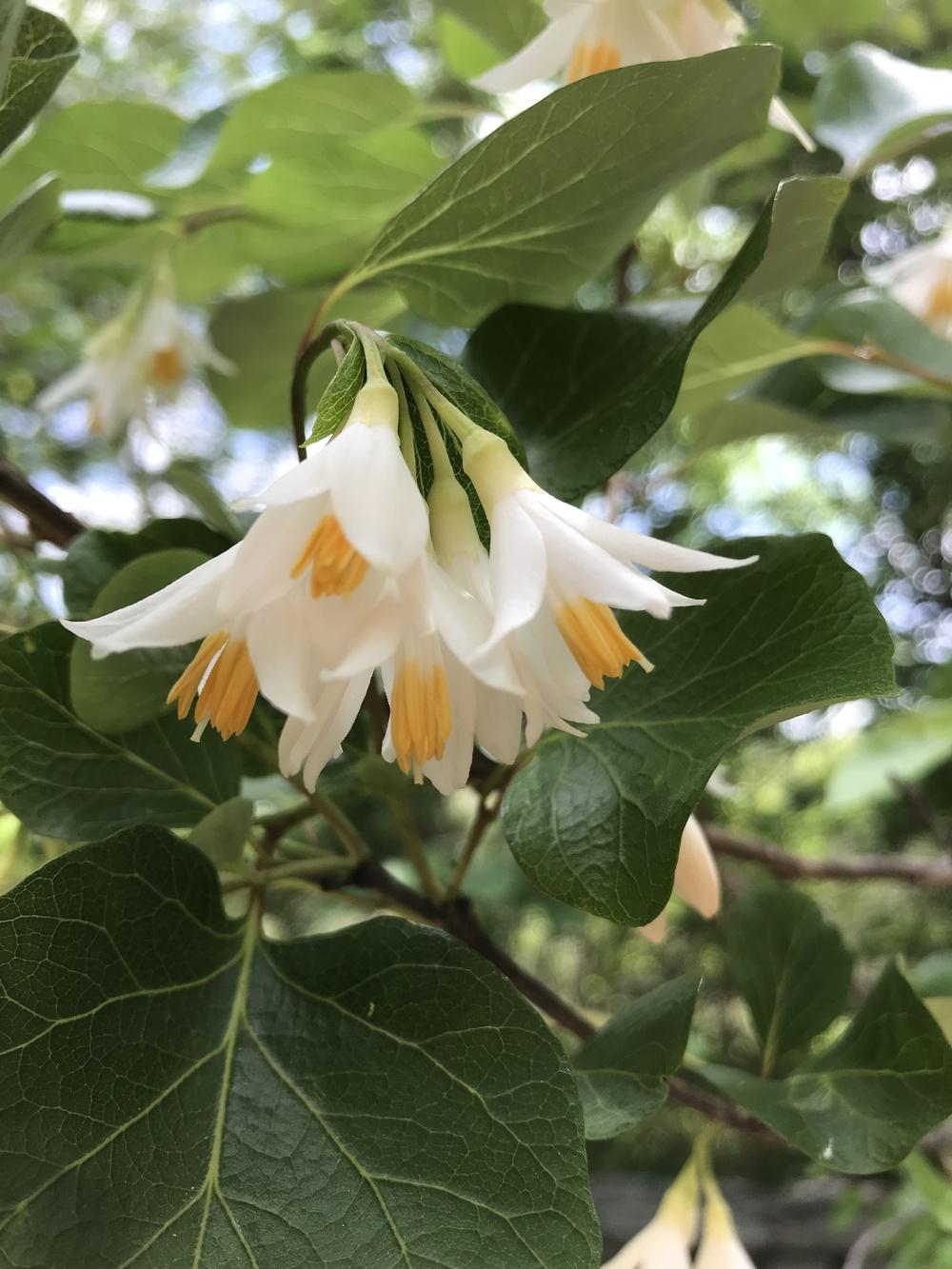 Photo of the bloom of Texas snow-bell (Styrax platanifolius subsp ...