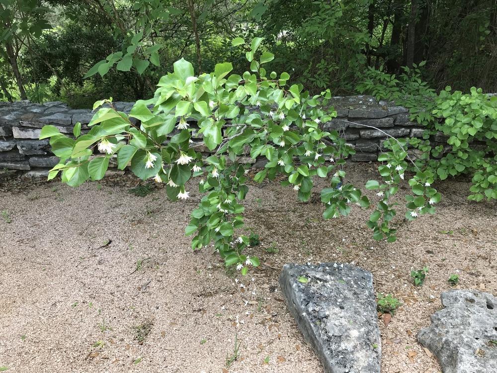 Photo of the entire plant of Texas snow-bell (Styrax platanifolius ...