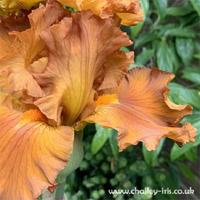 Tall Bearded Iris (Iris 'Cable Car') in the Irises Database - Garden.org