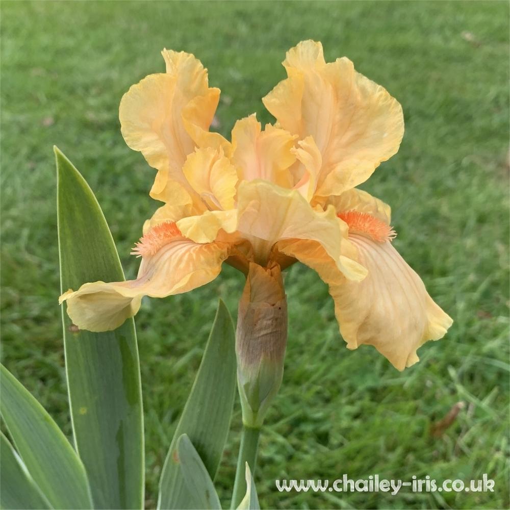 Intermediate Bearded Iris (Iris 'Midwest Star') in the Irises Database ...