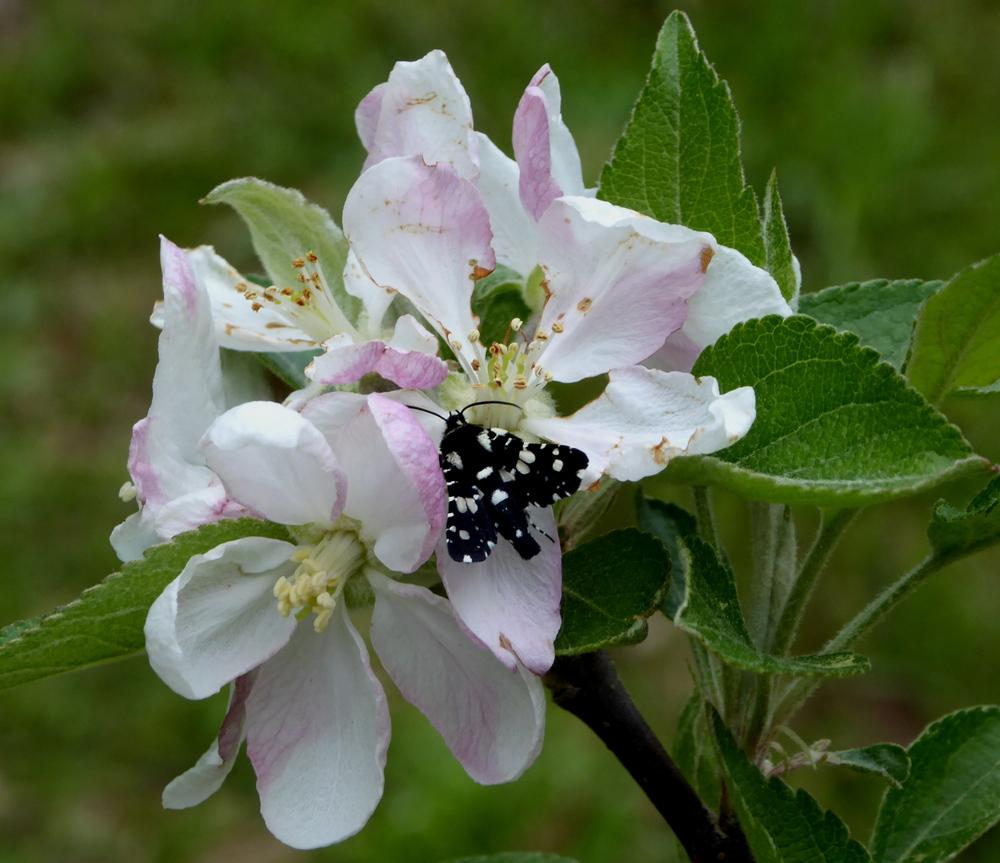 Apples: Plant Care and Collection of Varieties - Garden.org
