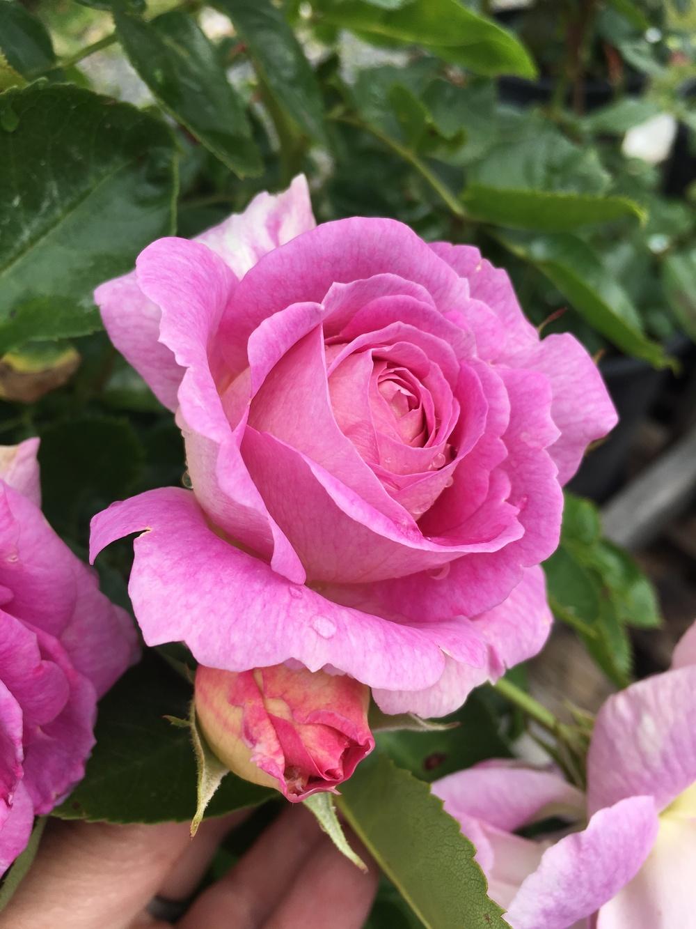 Photo of the bloom of Rose (Rosa 'Arctic Blue') posted by Calif_Sue ...