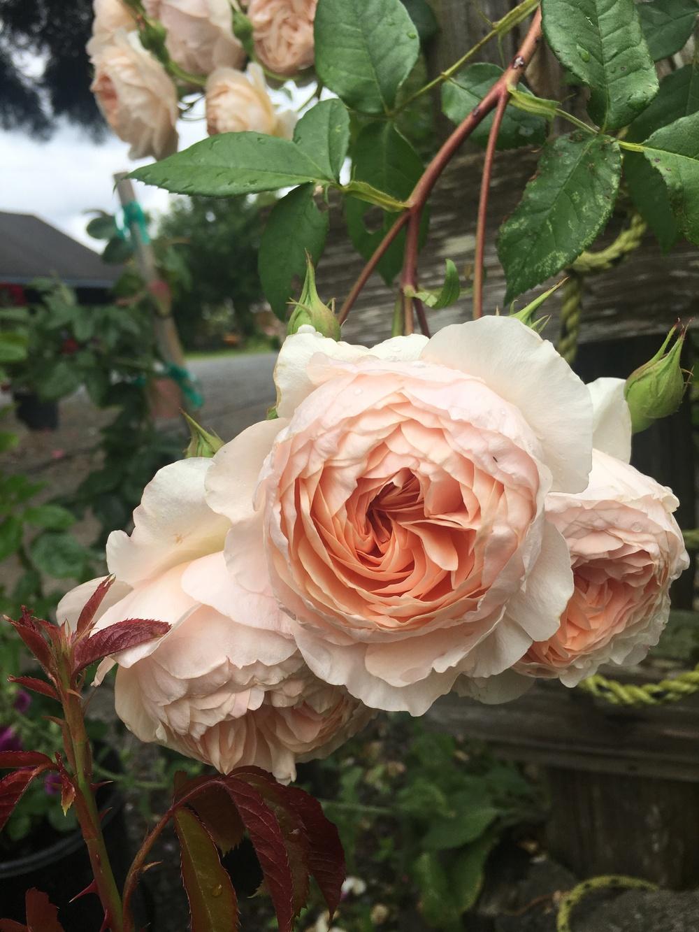 Photo of the bloom of English Shrub Rose (Rosa 'William Morris') posted ...