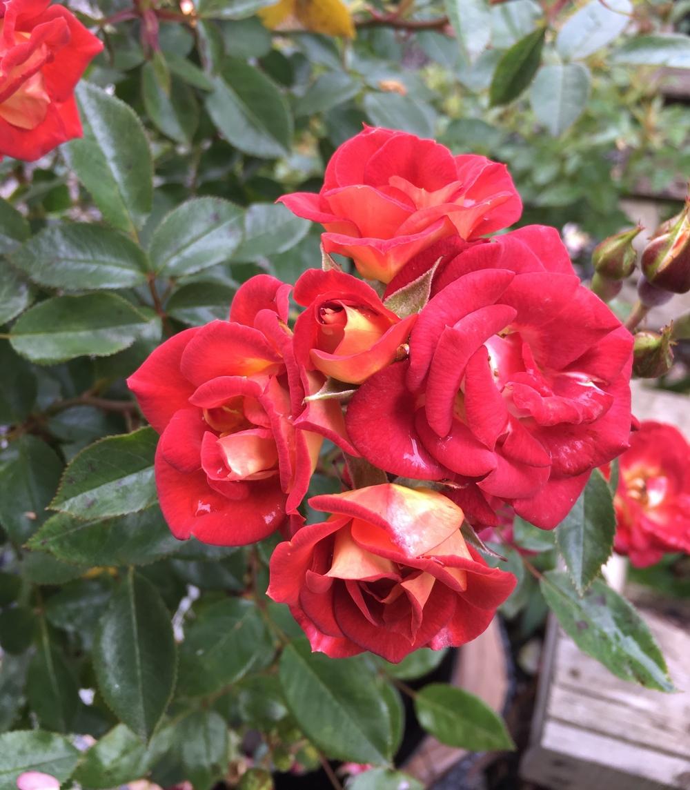 Rose (Rosa 'Hot & Sassy') in the Roses Database - Garden.org