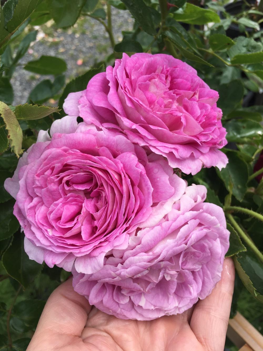 Photo of the bloom of Rose (Rosa 'Arctic Blue') posted by Calif_Sue ...