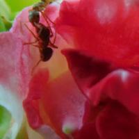 Balsam (Impatiens balsamina 'Peppermint Sticks') - Garden.org